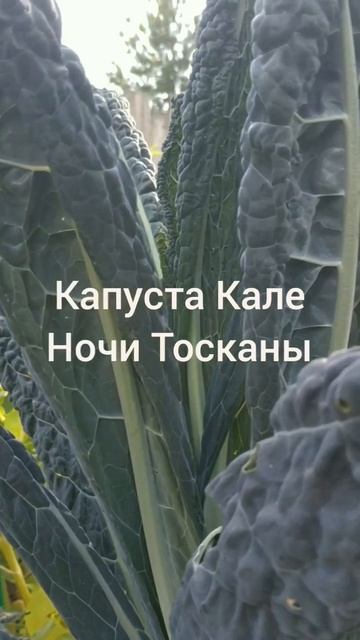 потрясающе красивая листовая капуста Кале украсит ваш огород