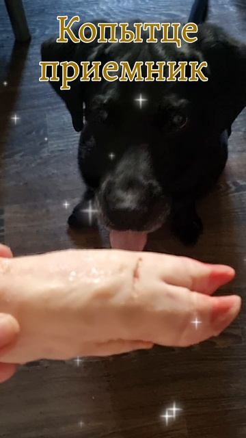 Собака  питается.