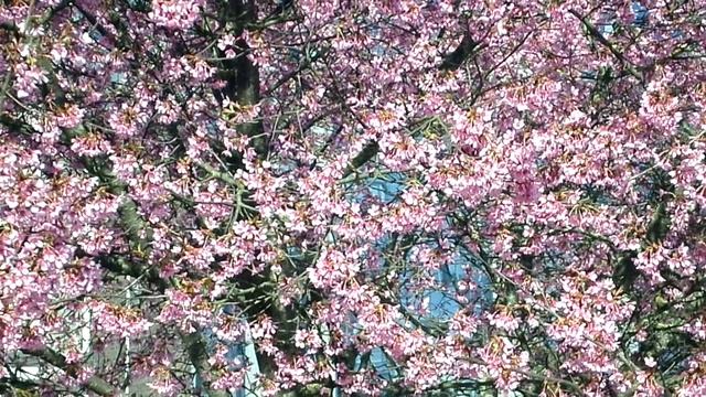 САКУРА ТАПЕРЬ В КАЛИНИНГРАДЕ