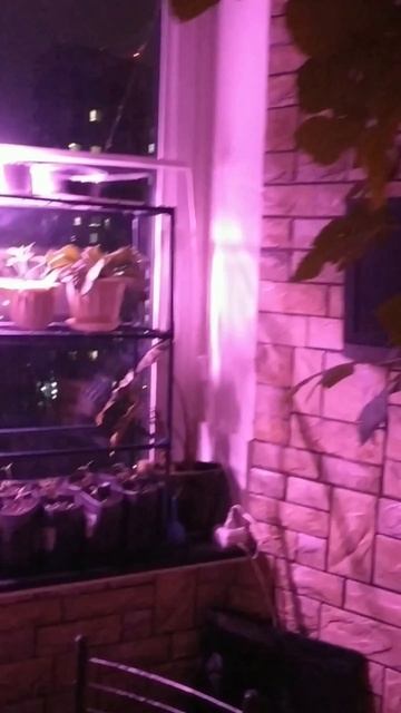 #кот охраняет рассаду#рассада на подоконнике#выращивание рассады#