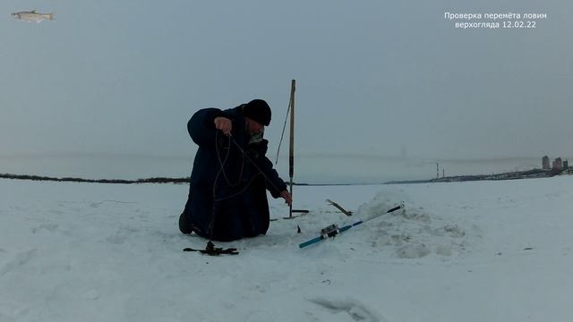 18,Проверка перемёта ловим верхогляда 12.02.22