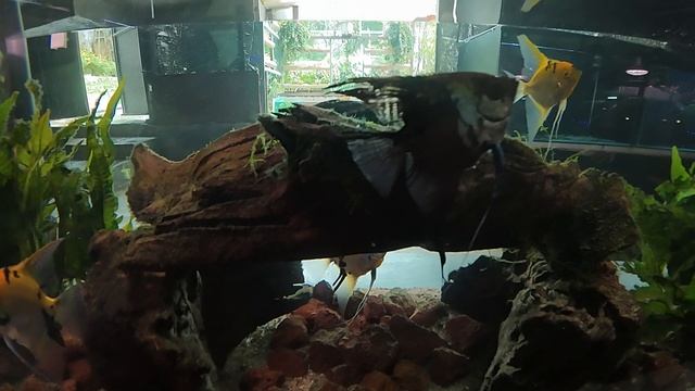 14 Cameron Highlands, Tanah Rata, аквариум 1 в Butterfly Farm, Малайзия - Парк Бабочек