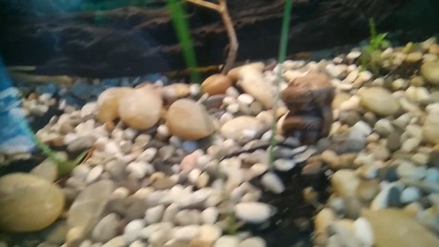 Потрясающе увлекательный процесс_ сделала из старого аквариума флорариум для тропических растений, ч