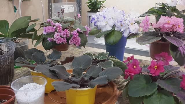 1. Отвечаю на Ваши вопросы о ПРОБЛЕМАХ Цветущих Фиалок!