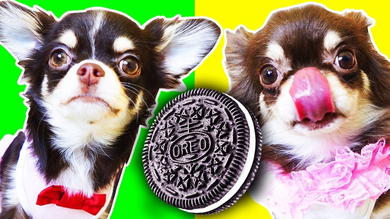 День рождения покемона Юми! Печенье Oreo и подарки от подписчиков 🎂🐾