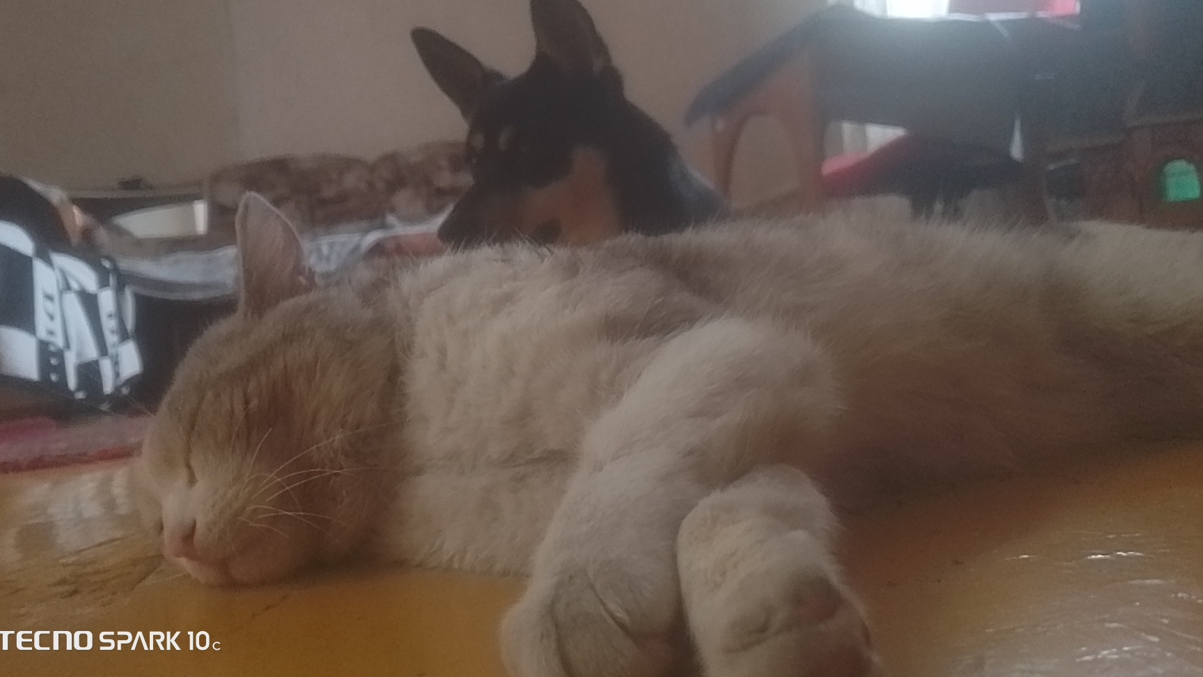 Моя собака плюшка  мучает моего кота Фунтика