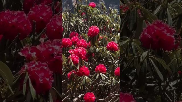 Восхождение на Триунд через цветущие рододендронами горы  #гималаи