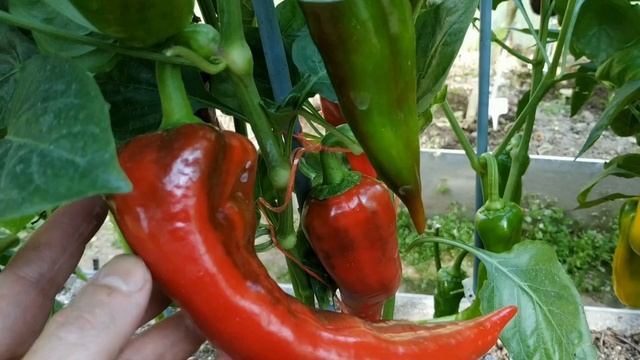 Лучшие перцы сезона 2024 года_ обзор теплицы с перцами