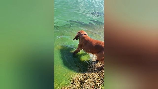 Про лес, грибы и собаку.