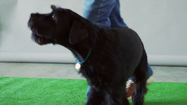 Holly&Jolly - вкусные игры, урок 10