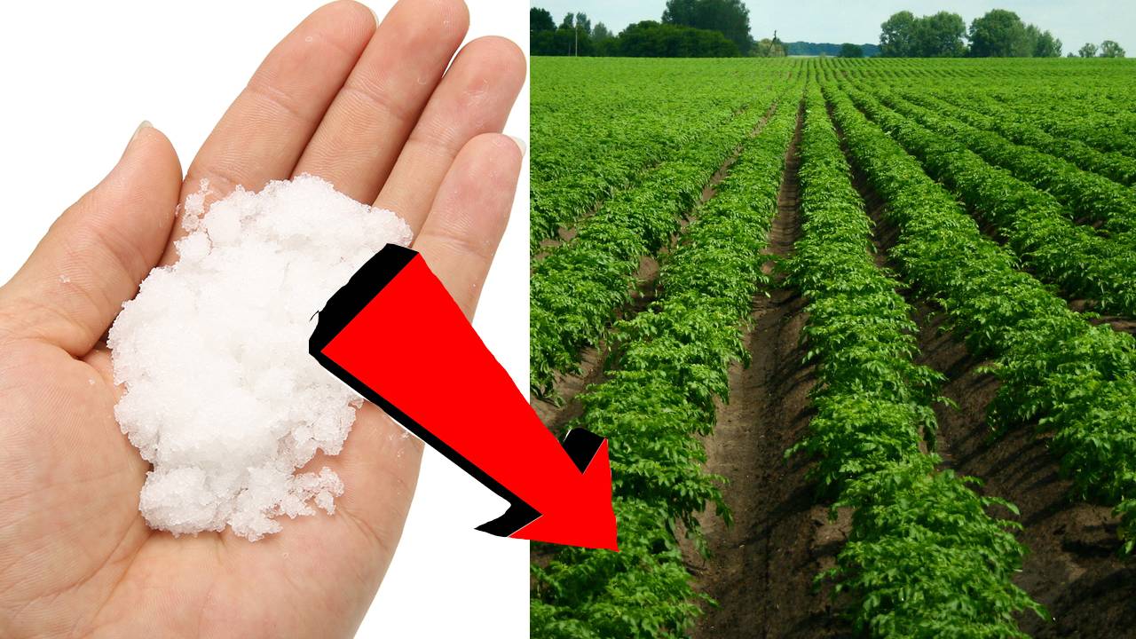 Картошки урождается 2 ведра с куста если кинуть это при посадке в лунку!!!!!