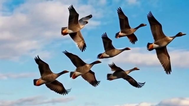 почему гуси летят клином (online-video-cutter.com)