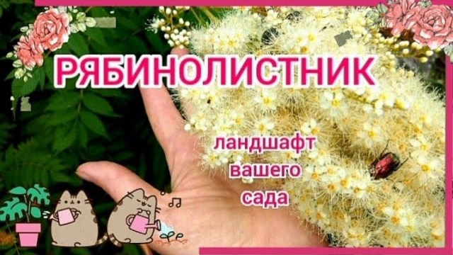 Рябинолистник. Цветёт после сирени и жасмина/ Garden