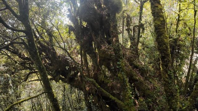 14 Cameron Highlands, Tanah Rata, джунгли с мостика в Mossy Forest , Малайзия.
