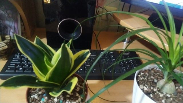 Очень много покупок и заказов!!!! И мои любимые комнатные цветы!!!