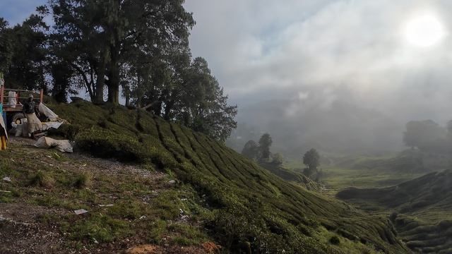 Малайзия. 14 февраля 2025 г. Cameron Highlands, Tanah Rata, чайная долина, утро.