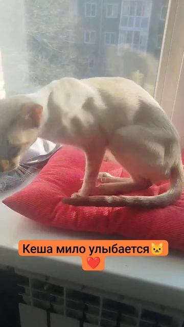 Кеша мило улыбается! ❤🐱👍