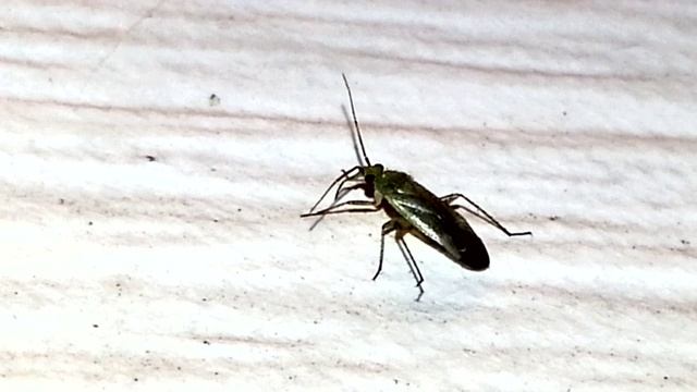 Клоп–вредитель