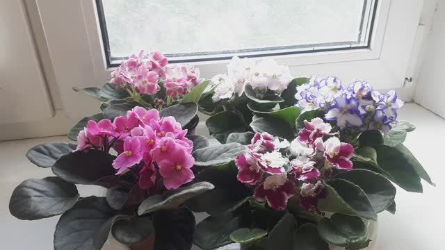 2. Отвечаю на Ваши вопросы - Как ухаживать за Фиалками?