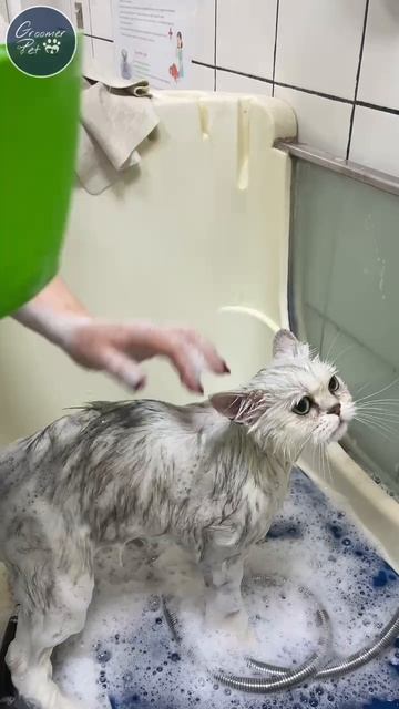 Кошка на вычесе в Зоосалоне #кошки #зоосалон #грумингживотных