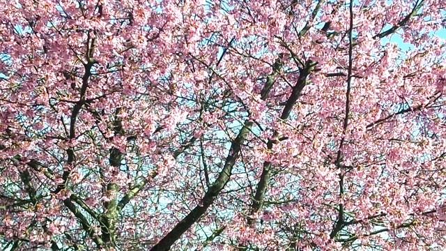 Цветение Сакуры