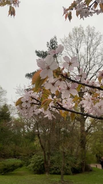 Цветение сакуры в Японском саду - Главный Ботанический Сад #shorts