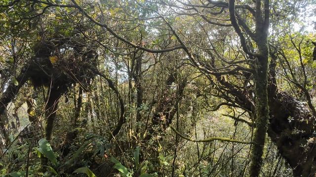 14 Cameron Highlands, Tanah Rata, Красивый лес Mossy Forest , Малайзия.