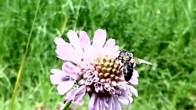 Пчела и сенокосец