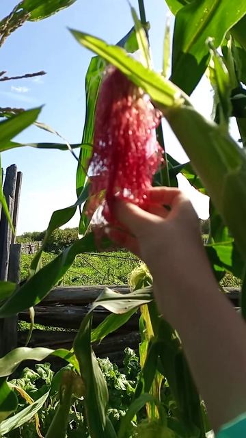 Кукуруза в деревне у бабушки и дедушки