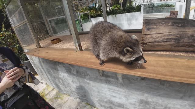 14 Cameron Highlands, Tanah Rata,  енот в Парке бабочек