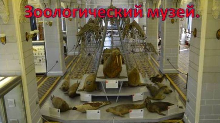 Петербург. Зоологический музей.