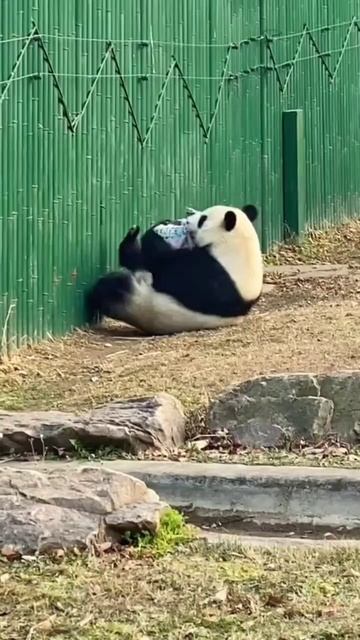 панды🐼они такие милые🤗