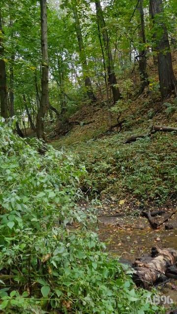 Ручей в Суворовском парке #Москва #Парк #Природа #ручей #лес #звукиприроды #nature #spring #forest