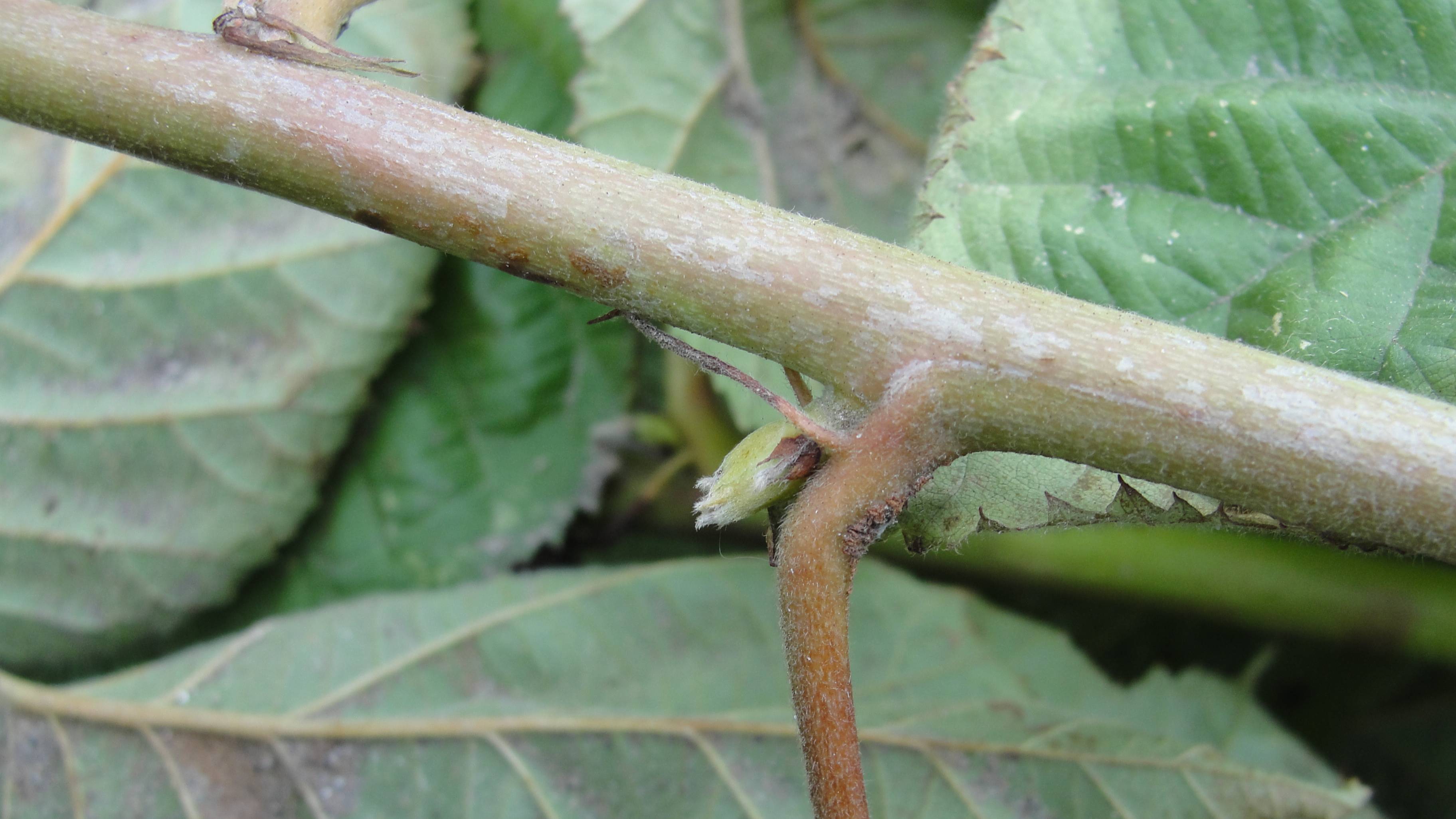 Ежевика 03.04.2025