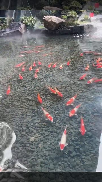 Золотое чудо Китая: тысячи золотых рыбок в волшебном пруду! #китай #природа #путешествия #редкий