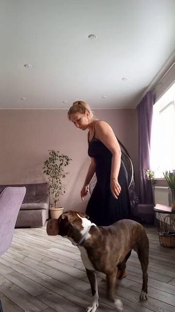 Tcenniy Prize Poker 10 мес, дрессировка щенка.