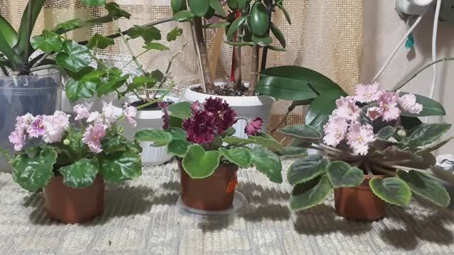 Страшная Фиалка! Почему Стареет и как Вернуть Молодость?