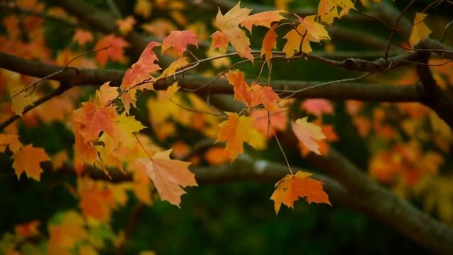 Прекрасная песня. Спасибо Господи. Шансон для души. Автор: Ковалёв И.С #песня #музыка #шансон #душа