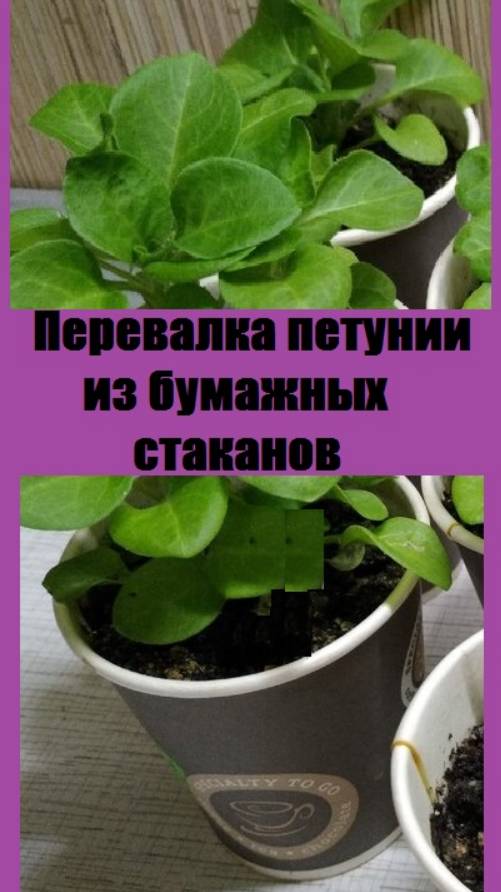 Почему удобно выращивать петунии в бумажных стаканчиках?
