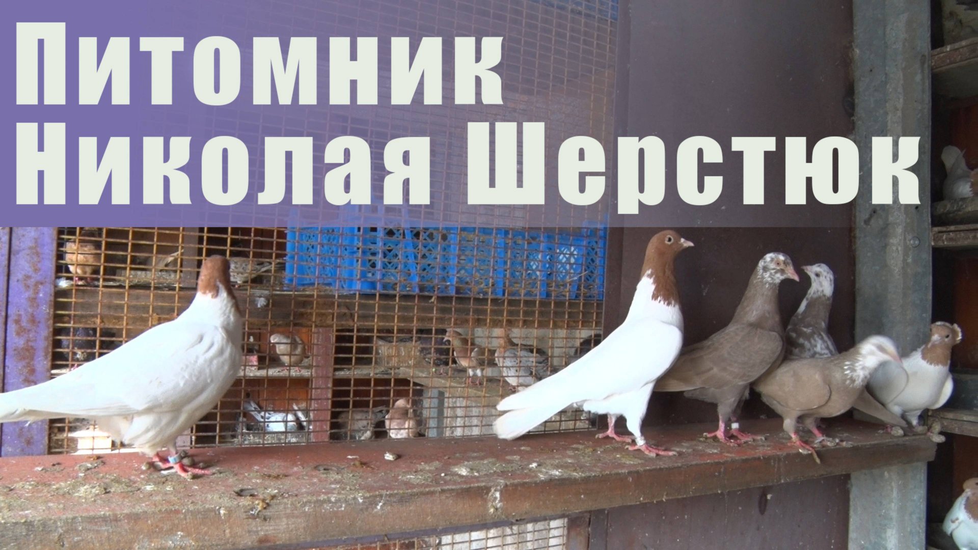 В гостях в питомнике у Николая Шерстюк