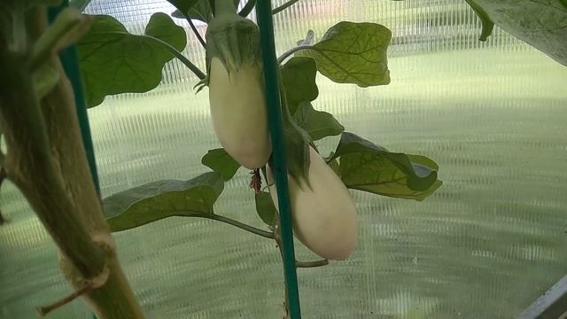 Обзор парника в июле_ разгибридизация огурца Герман F1, огурдыня Лартон , баклажаны, дыни