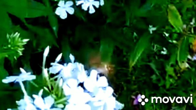 Бабочка Бражник Винный - колибри мира насекомых, полет Бражника