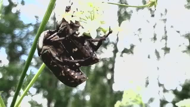 Жуки-бронзовки спариваются