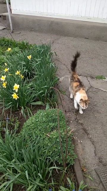 Мои красотули кошки и коты.