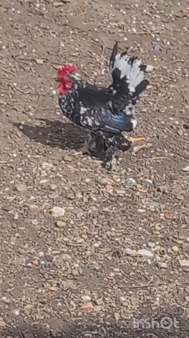 Заботливый петушок и скворцы.