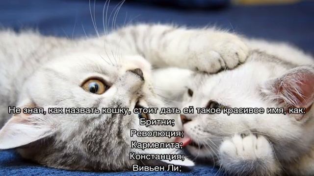 Клички для кошек