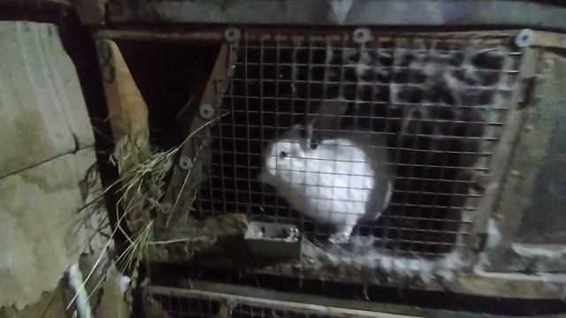 Отвечаю на вопросы про ложную беременность у кролихи!