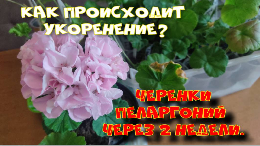 ЧЕРЕНКИ ПЕЛАРГОНИЙ ЧЕРЕЗ 2 НЕДЕЛИ УКОРЕНЕНИЯ.