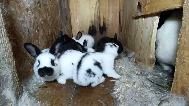 Полосатым крольчатам 20 дней!