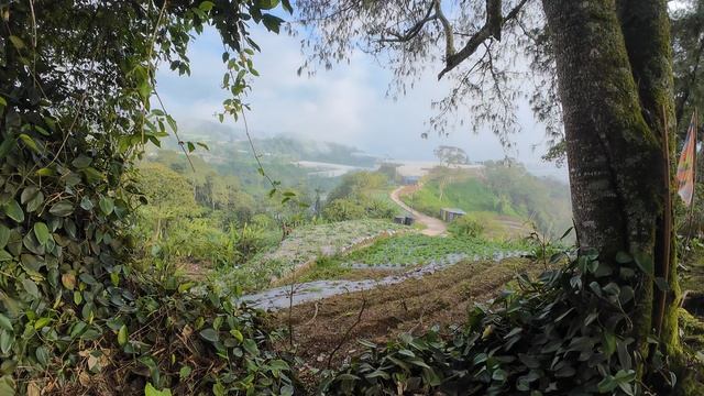 Малайзия. 14 февраля, Cameron Highlands, Tanah Rata, обзорная площадка чайной долины.